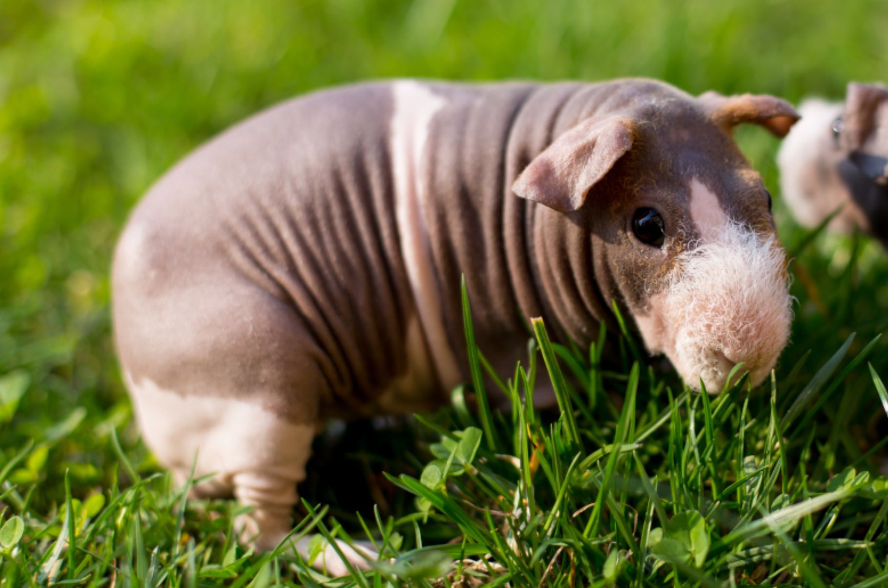 Todo lo que Necesitas Saber sobre las Cobayas Skinny - AnimalWorld.pet